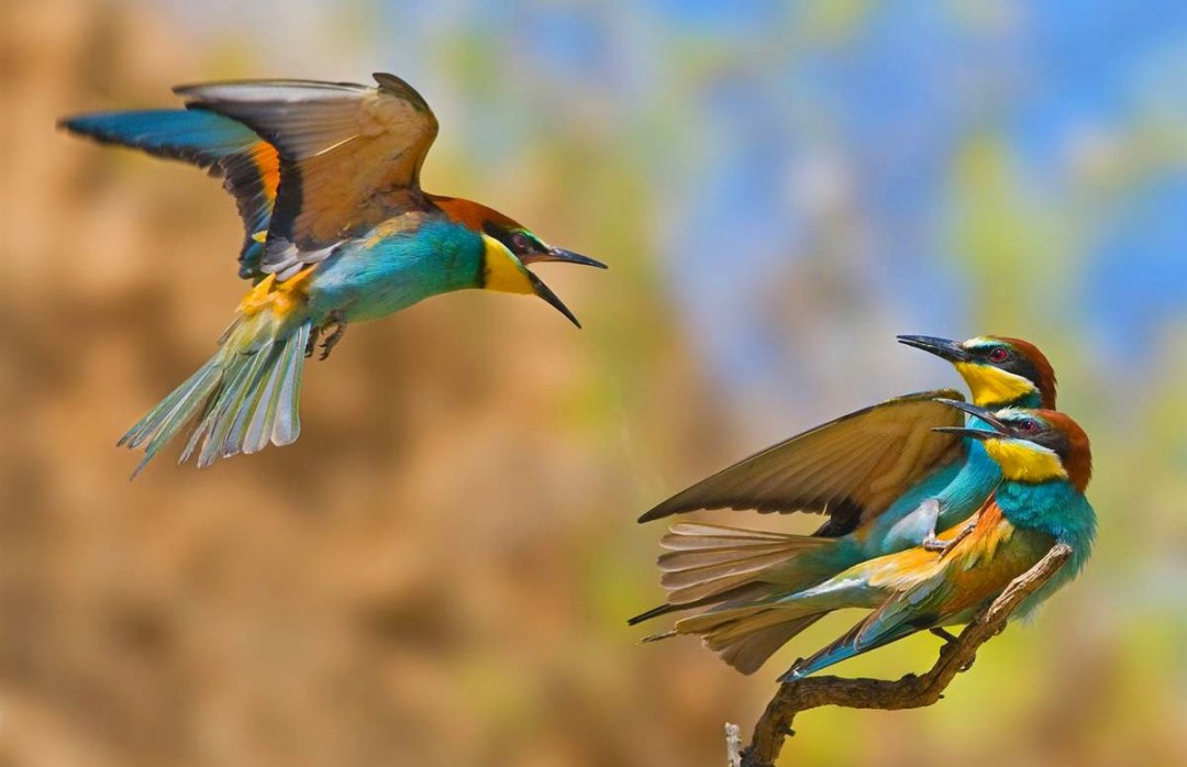 Learn English Vocabulary Birds