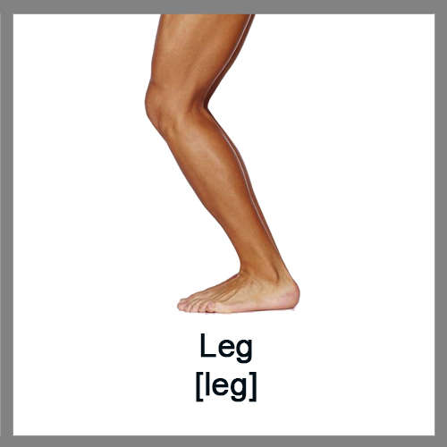 Body Parts Body Parts